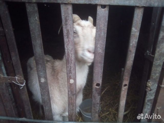 Продаются коза доиная