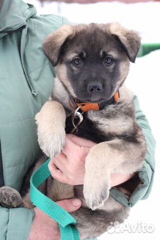 Плюшевая ласковая девочка Мерида в добрые руки