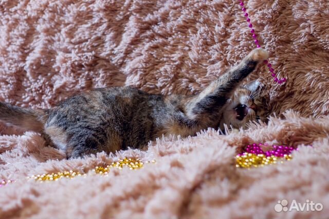 Кошечка Пуговка ищет дом