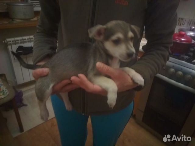 Щенок в добрые руки