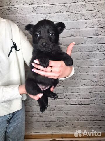 Щенки