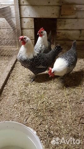 Брекель, ухейилюй, барневельдер, билефельдер