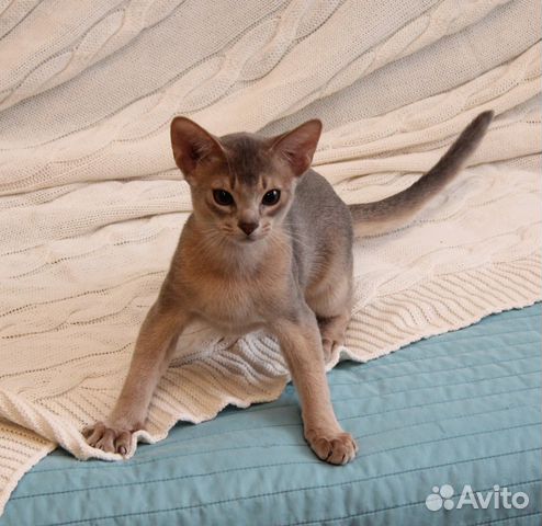 Аби мальчик