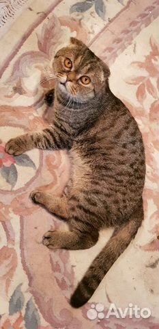 Шотланский вислоухий кот Сэм 1,5лет кастрирован