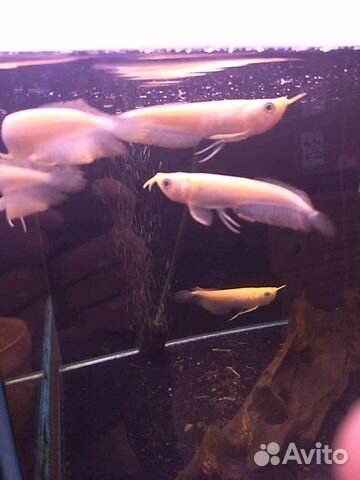 Арована серебряный альбинос