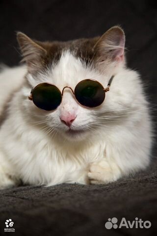 Мощный котик Балтым