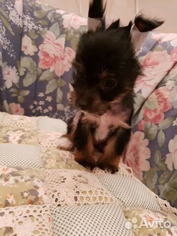 Щенки (метисы) 2 девочки