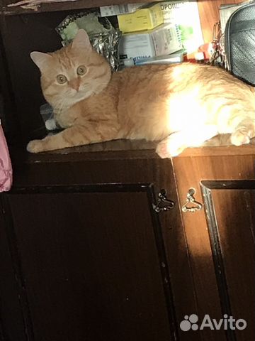 Кот в добрые руки