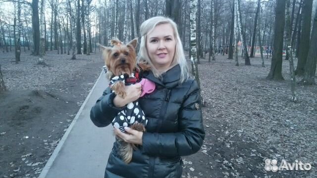 Йорчик мальчик-красавчик