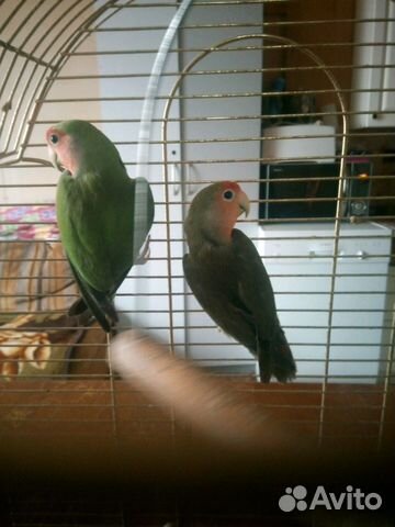 Неразлучники разных видов и корэлла