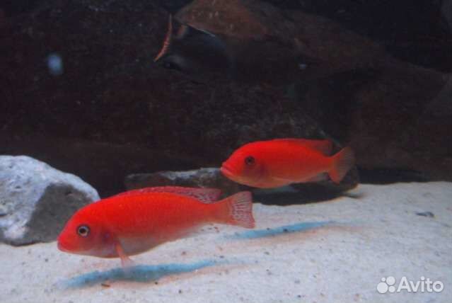 Малавийские цихлиды, аквариумные рыбки