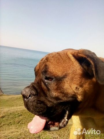 Бульмастиф на вязку