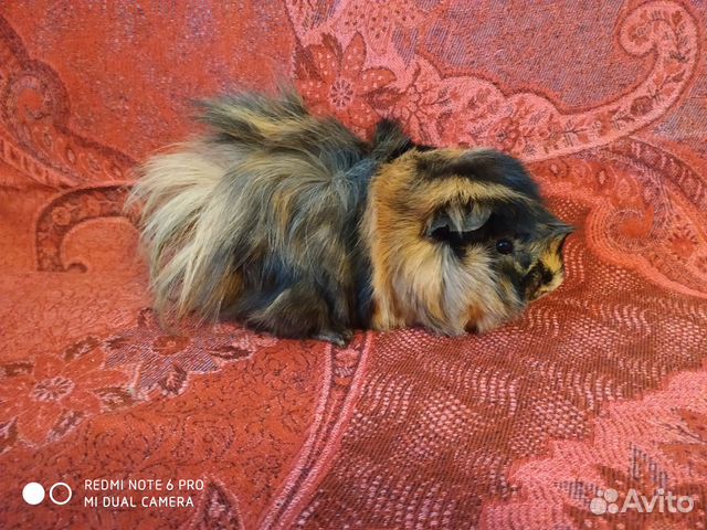 Морские свинки