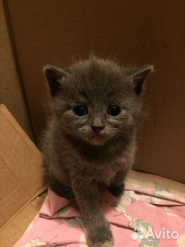 Шотландская