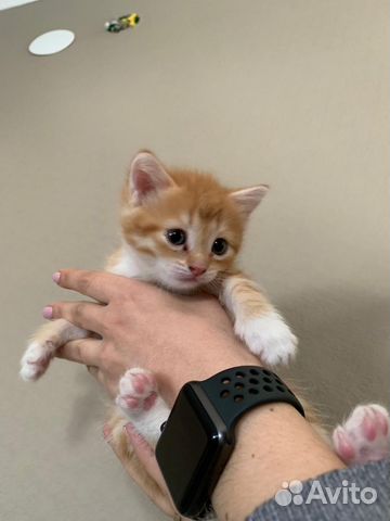 Кошечка ждёт своих хозяев