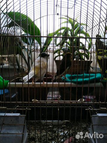 Пара канарейек