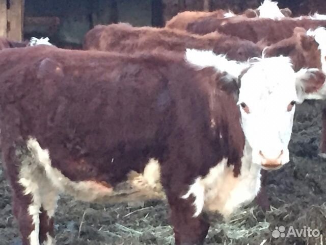 Телята герифорд бычки тёлочки и бык на племя