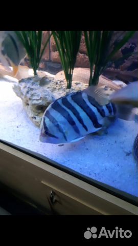 Аквариумная рыба