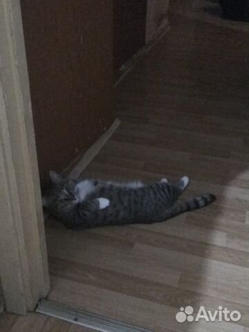 Отдам даром кошку