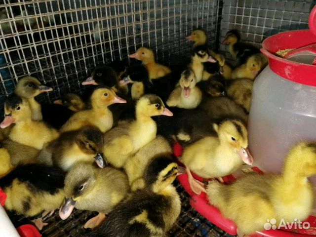 Утята,муларды,гусята,индоутята