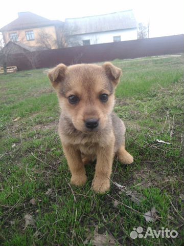 Щенок мальчик