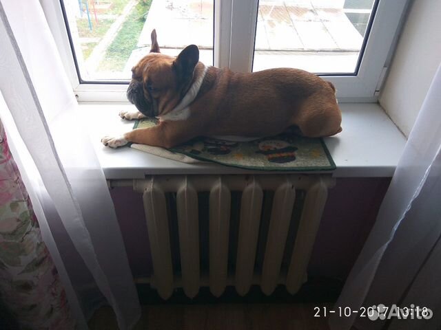 Жорик ищет семью