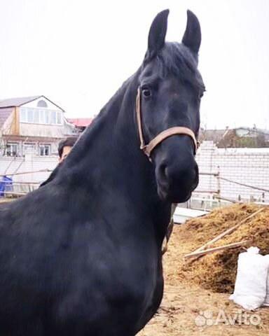 Лошадь кобыла Фризкой породы