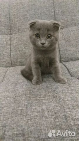 Вислоухий мальчик 2,5 мес