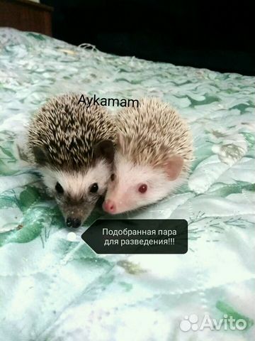 Карликовый африканский ежик (пара для разведения)