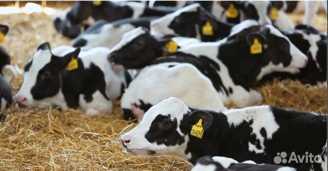 Телята молодняк бычки от 40 кг доставка от 50 штук