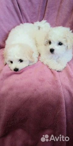 Бишон фризе