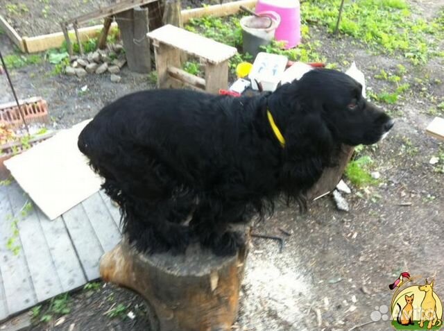 Продаются щенки кокер-спаниель