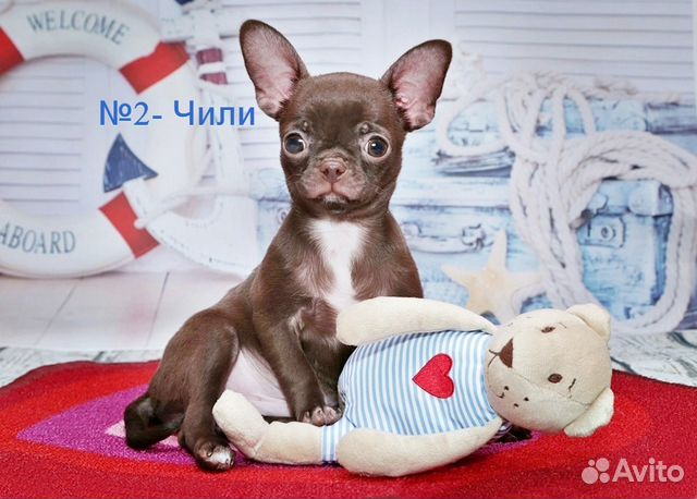 Щенки чихуахуа (2 шоко мальчика и 1 крем девочка)