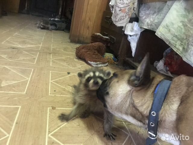 Еноты -енотики