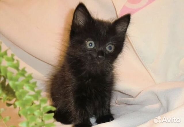 Чёрненькие котятки и полосатые