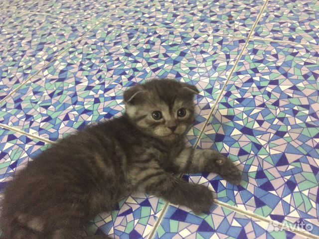 Плюшевые шотландчики