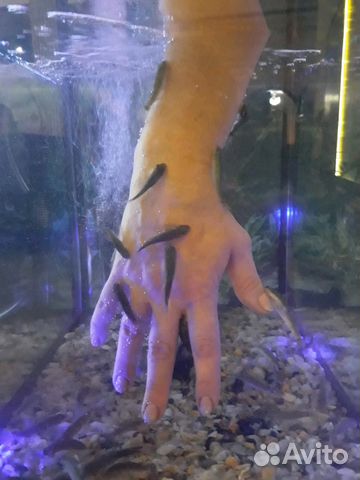 Рыбы гарра руфу