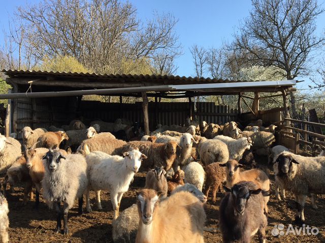 Матки с ягнятами