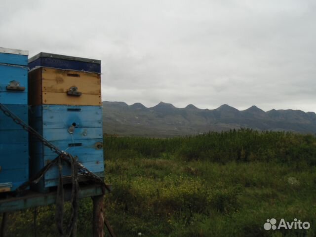 Продам пчелосемьи