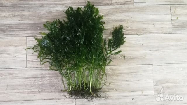 Папоротник болбитис геделоти