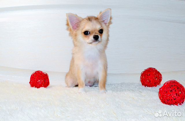 Мальчик чихуахуа длинношёрстный