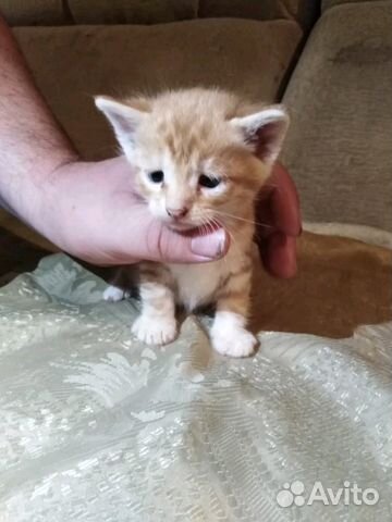 Котята