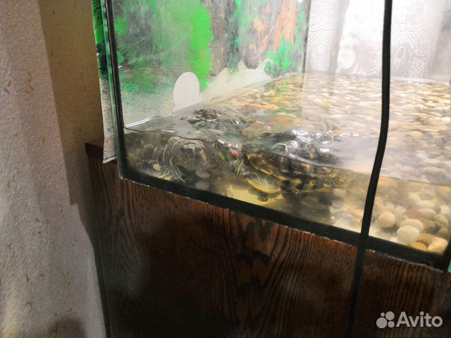 Аквариум с черепахами