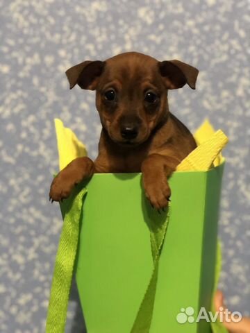 Карликовый доберман