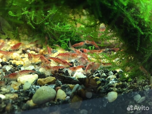 Креветки Красная Вишня