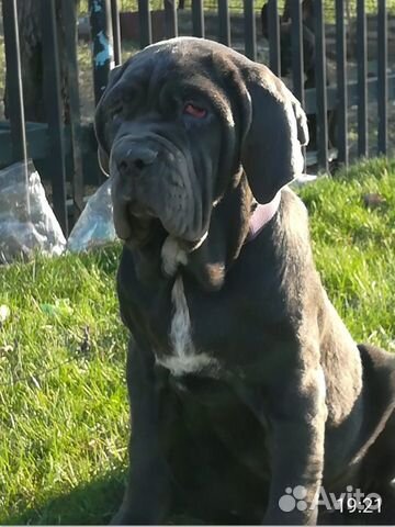 Щенок Неаполитанского Мастифа