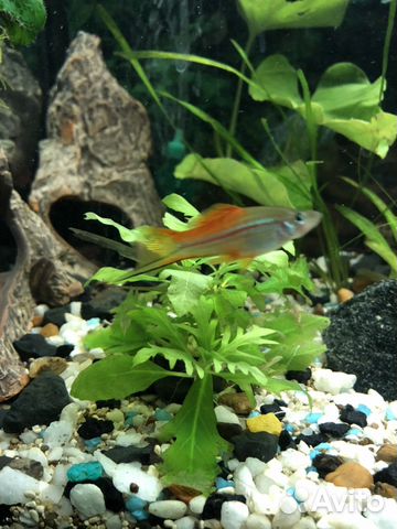 Рыбки меченосцев обмен