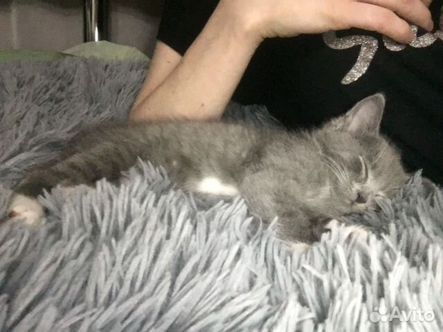 Британская кошечка 2 мес