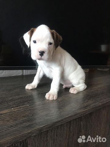 Щенок боксера белый с необычными ушками