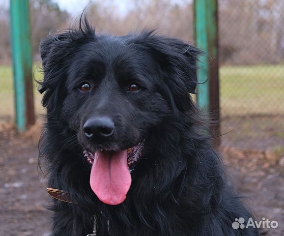 Взрослый кобель Купер. В дар